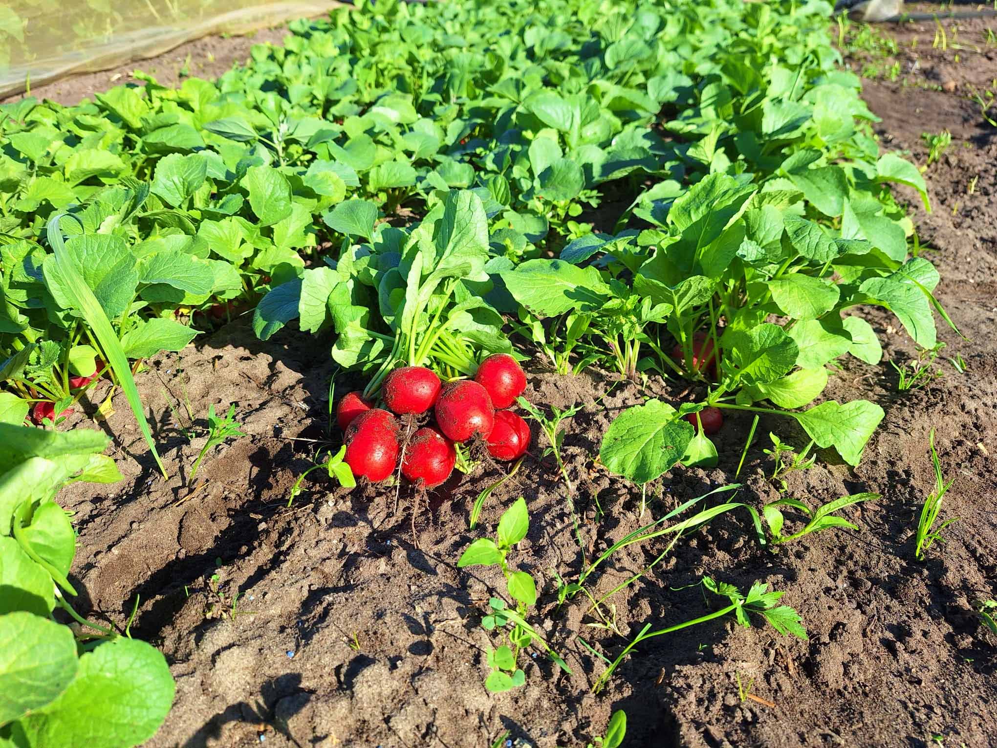 Frisch vom Feld 2025: Radieschen | Frisch vom Feld