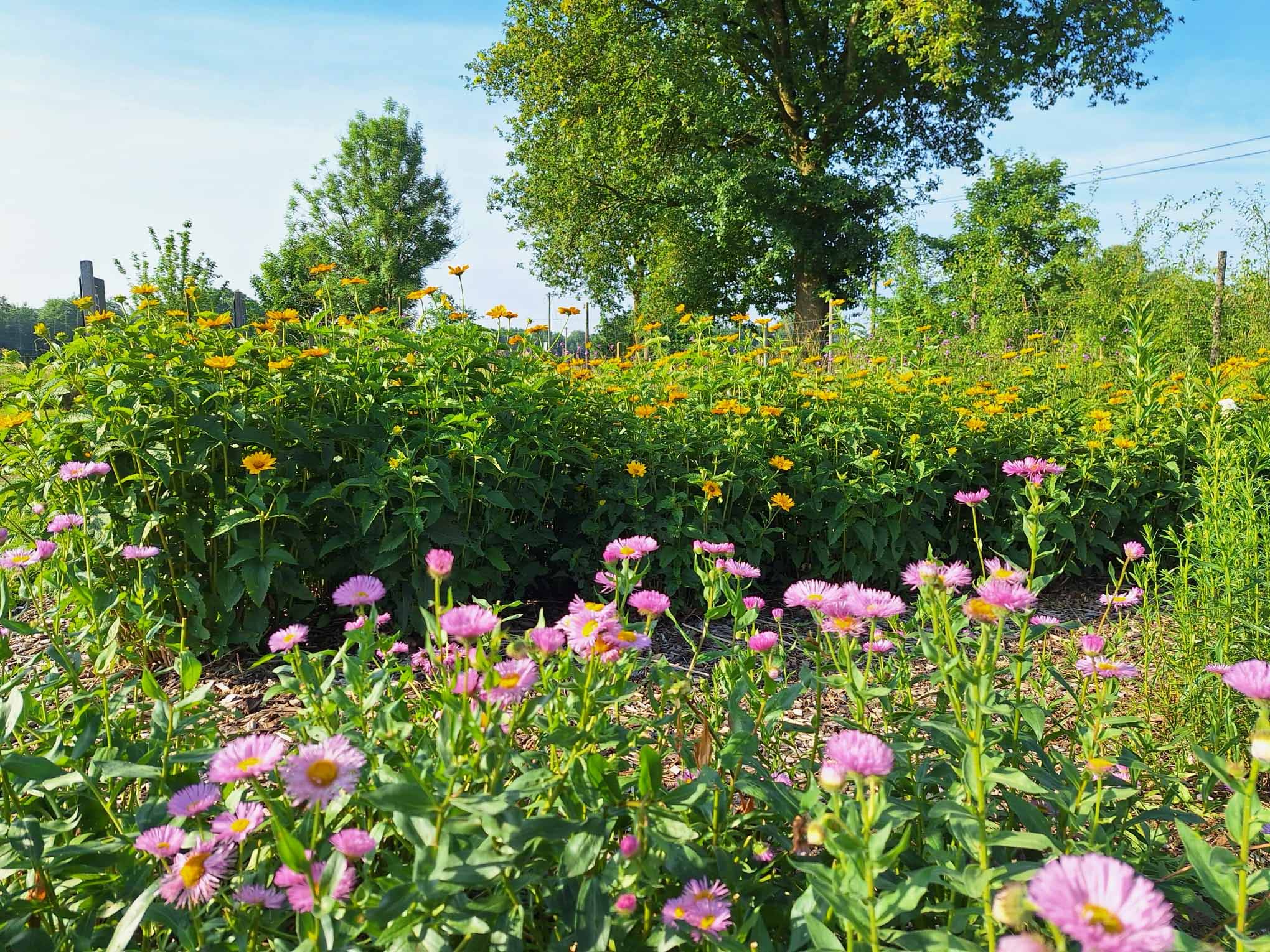 Frisch vom Feld 2025: Ein ganzes Feld voller Blumen | Frisch vom Feld